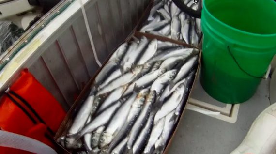 Inshore Shark Fishing 101 - My Fishing Cape Cod