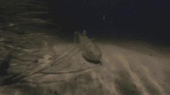 How to Catch & Cook Blue Crabs - My Fishing Cape Cod