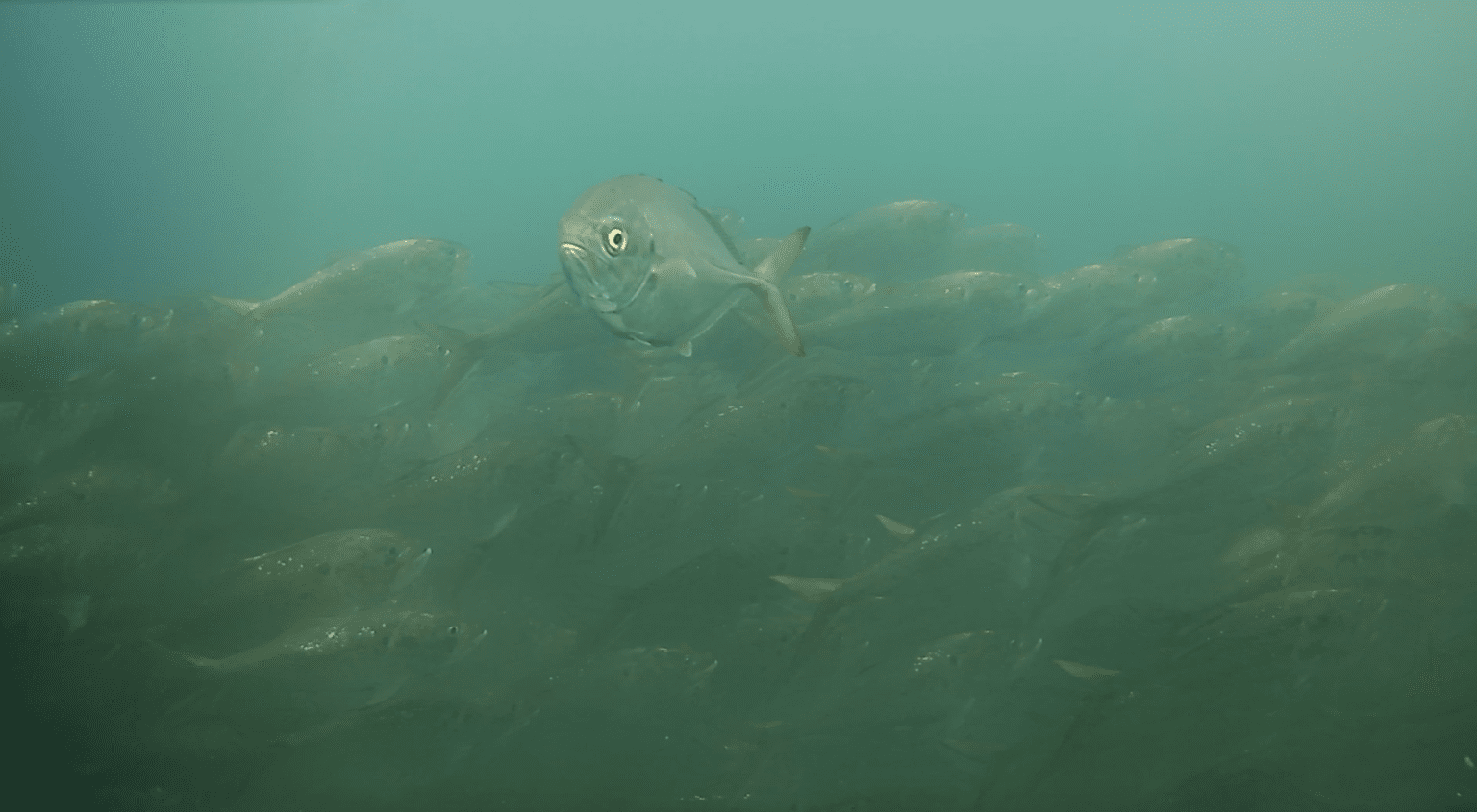 Amazing Menhaden (Pogie) Schools Off Cape Cod